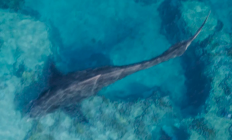 The Tulkun Conundrum – Avatar 2: The Way Of Water – LAYON(A) YAYO